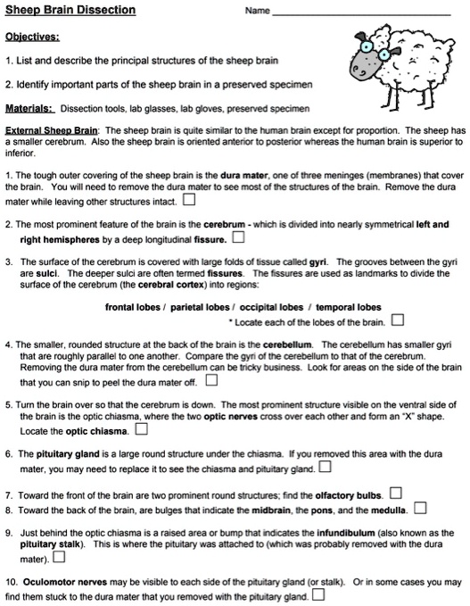 SOLVED: Sheep Braln Dissection Nam e Objectixes; List and describe the ...