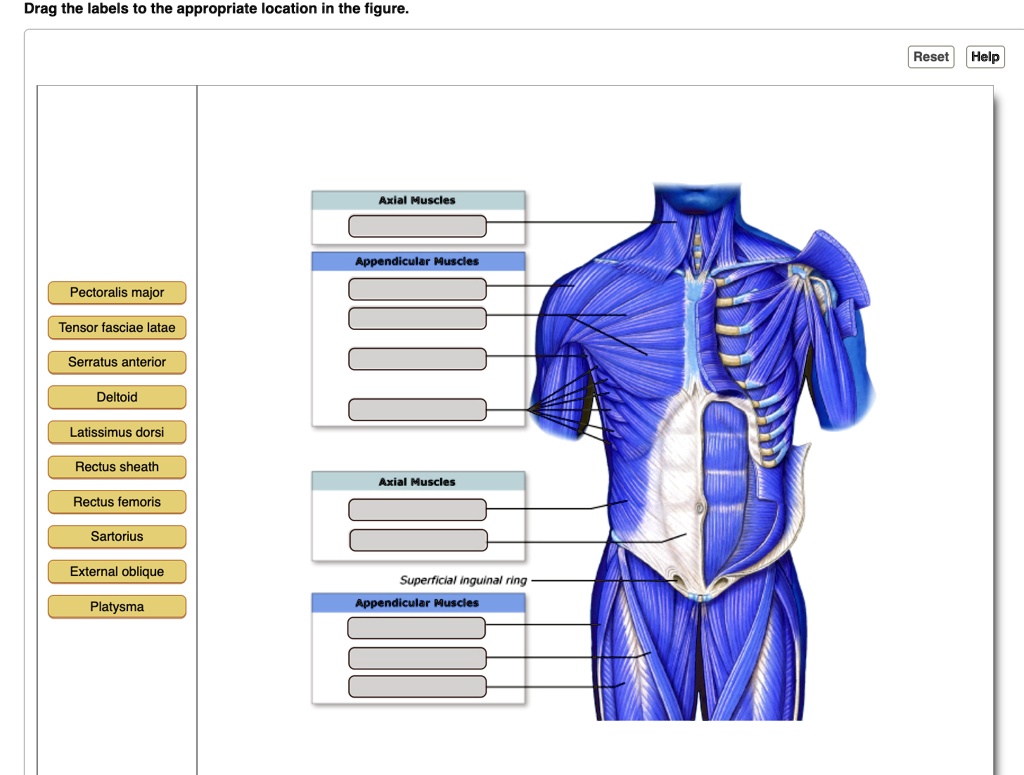 Drag the labels to the appropriate location in the figure. Pectoralis ...
