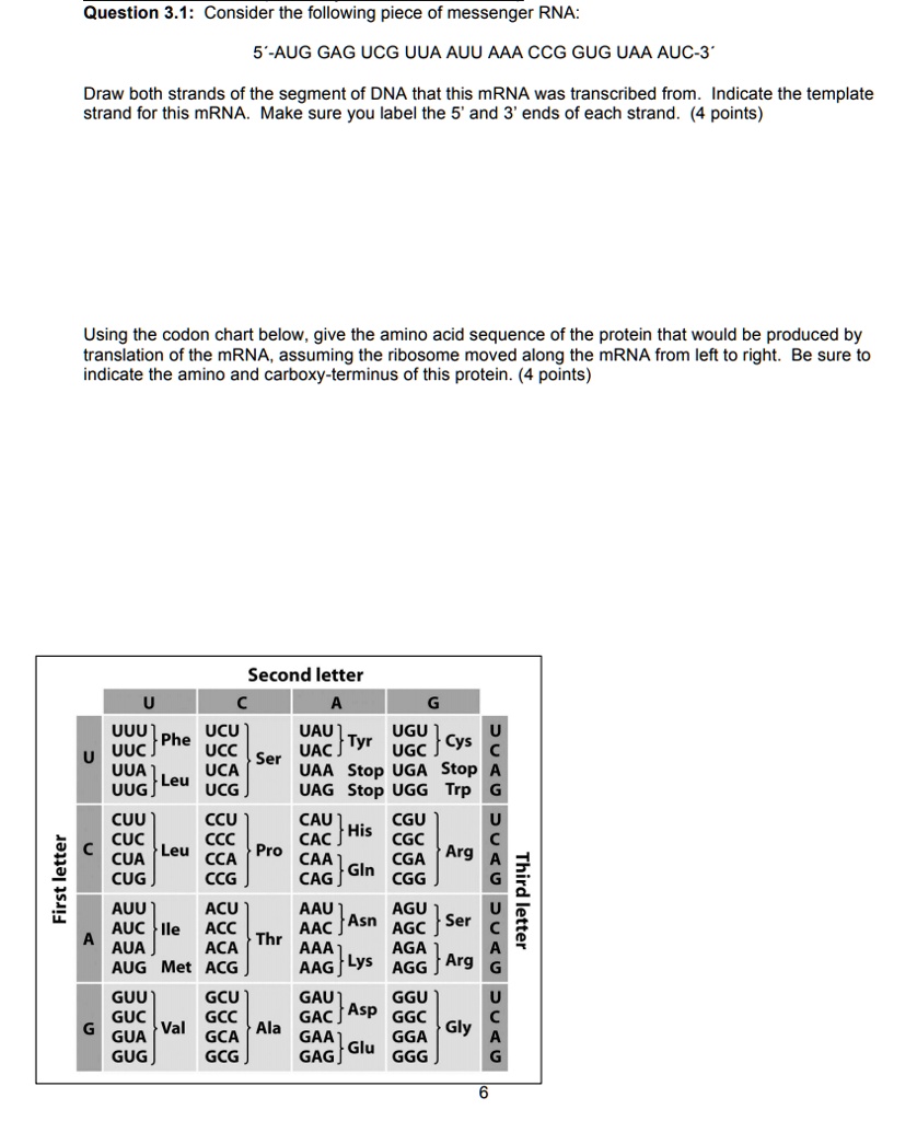 question 31 consider the following piece of messenger rna 5 aug gag ucg ...