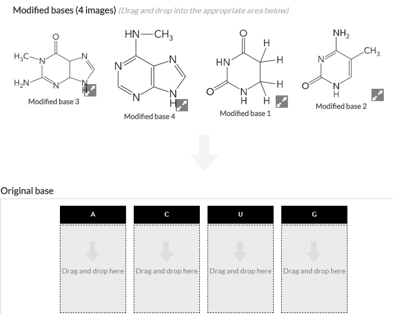 SOLVED: Modified bases (4 images) (Drag and drop into the appropriate ...