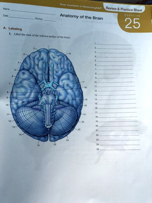 Name Date Now available in MasteringA P Review Practice Sheet Anatomy ...