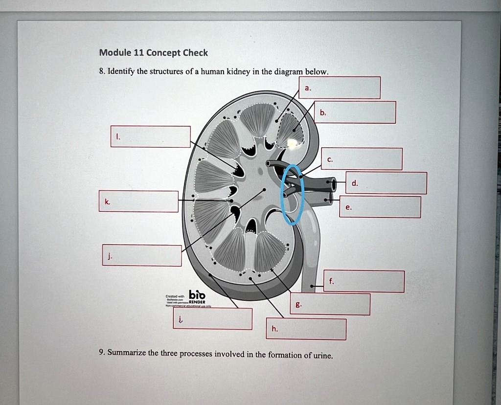 SOLVED: Module 11 Concept Check 8. Identify the structures of a human ...