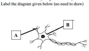 SOLVED: 'Please label A and B in the diagram (no need to draw) - CLASS 9 BIOLOGY TISSUES THANK ...