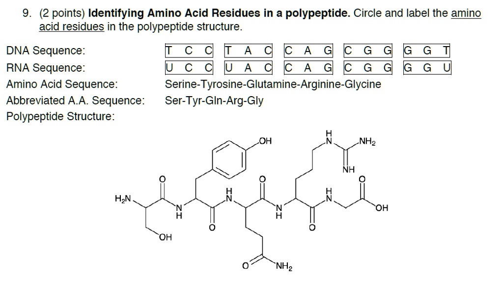SOLVED: 9 (2 points) Identifying Amino Acid Residues in a polypeptide ...