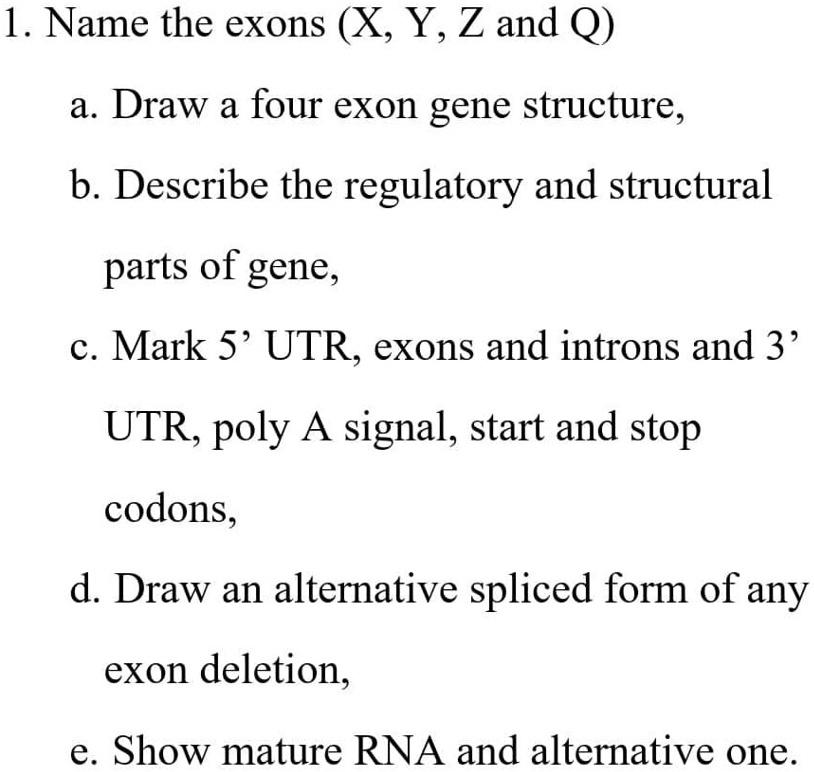 SOLVED:1. Name the exons (X, Y, Z and Q a. Draw a four exon gene ...