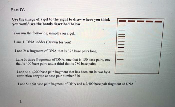 part iv use the image of gel to the right to draw where you think you ...