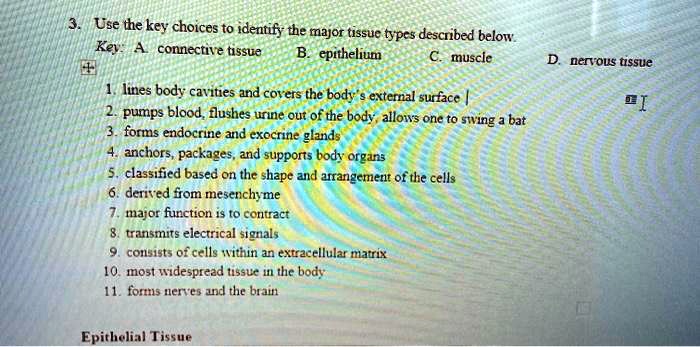 3. Use the key choices to identify the major tissue types described ...