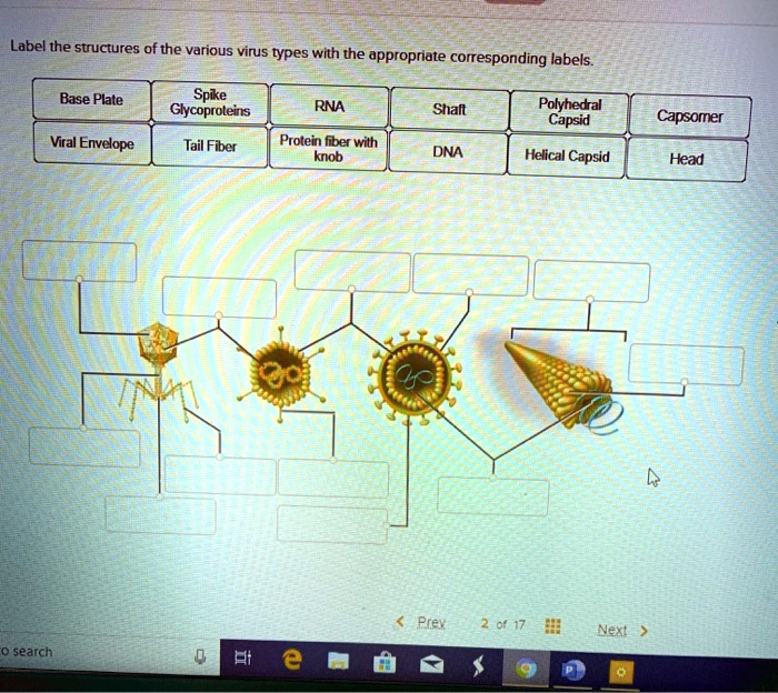 label the structures of the various virus types with the appropriate ...