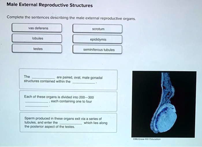 SOLVED: Male External Reproductive Structures Complete the sentences ... SOLVED: Male External Reproductive Structures Complete the sentences ...