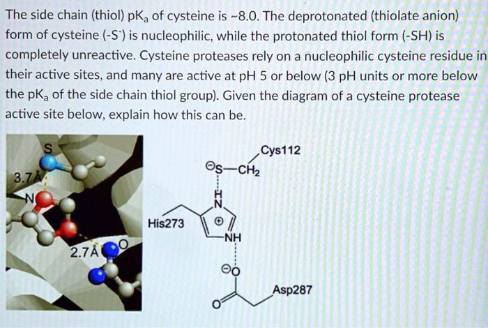 the side chain thiol pka of cysteine is 80 the deprotonated thiolate anion form of cysteine s is ...