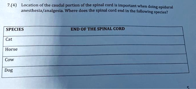 SOLVED: 7.(4) Location of the caudal portion of the spinal cord is ...