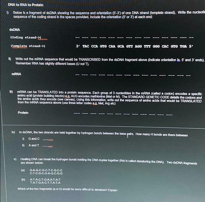 DNA to RNA to Protein i) Below is a fragment of dsDNA showing the sequence and orientation (5'-3 ...