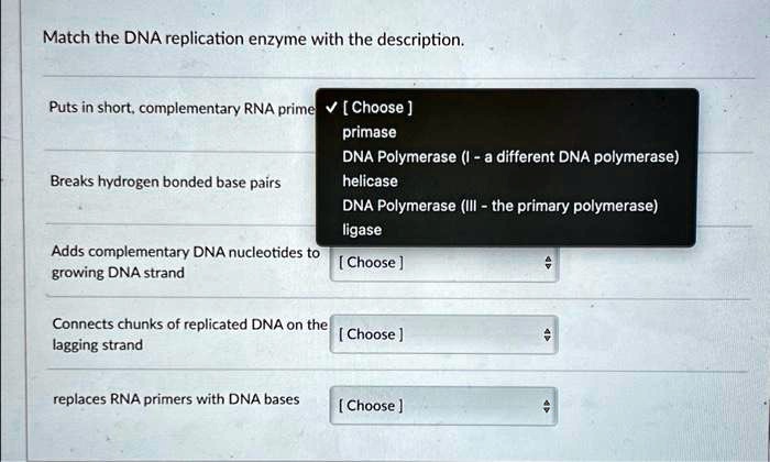 SOLVED: Match the DNA replication enzyme with the description: Puts in ...
