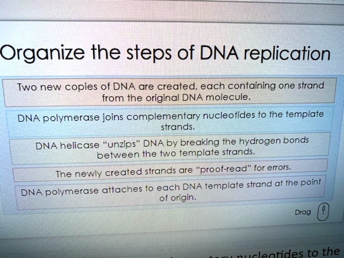 SOLVED: Organize the steps of DNA replication Two new copies of DNA are ...