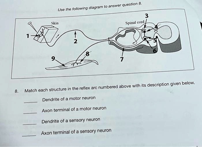 Use the following diagram to answer question 8. Skin Spinal cord 8. Match each structure in the ...