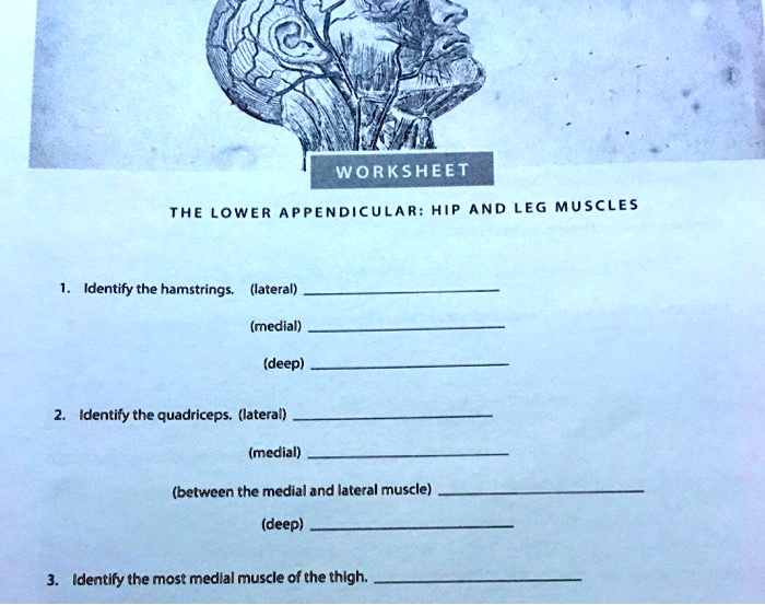WORKSHEET THE LOWER APPENDICULAR: HIP AND LEG MUSCLES 1. Identify the ...