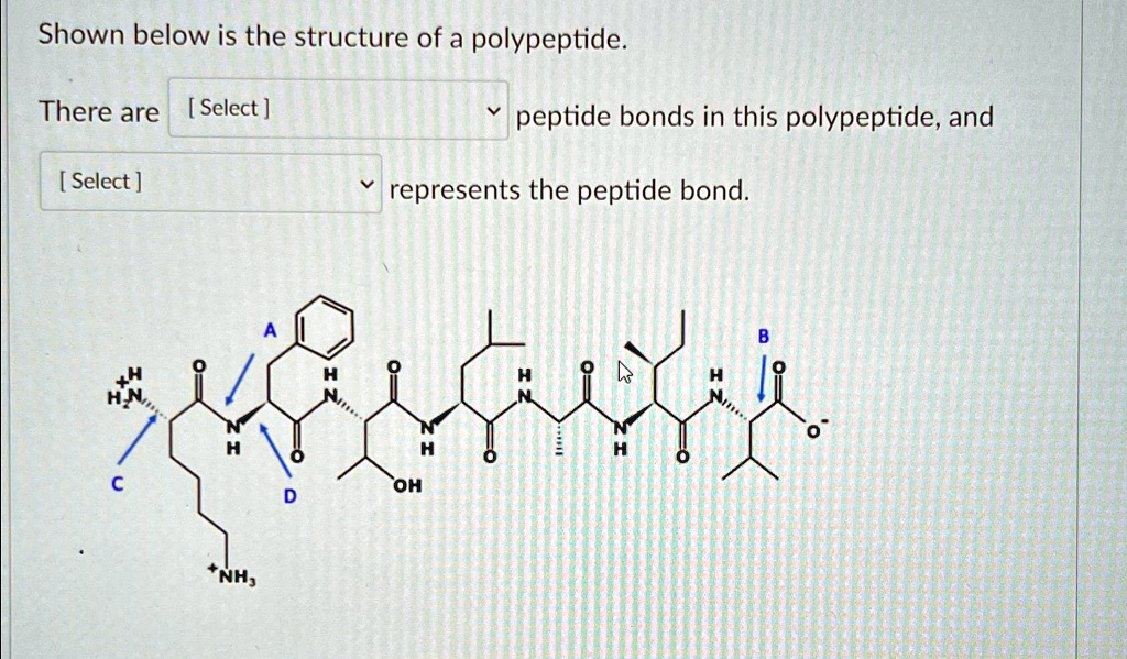 shown below is the structure of a polypeptide there are peptide bonds ...