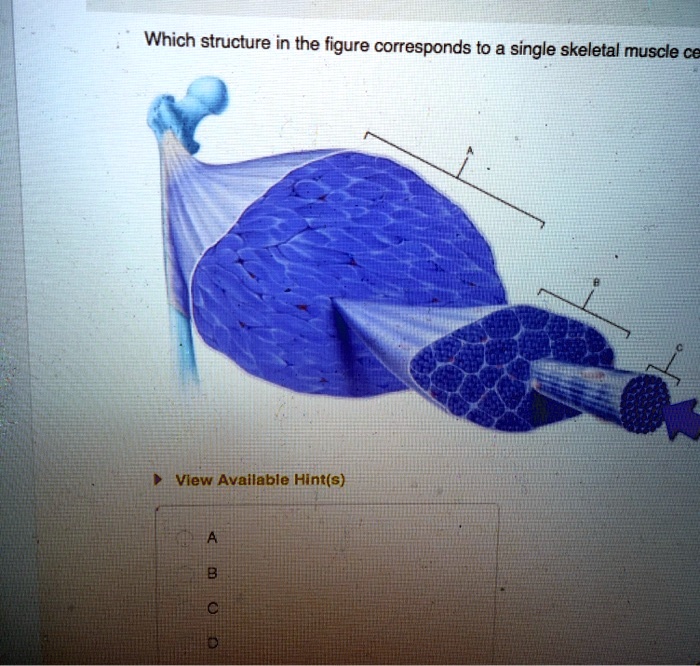 SOLVED: which sutures in the figure corresponds to a single skeletal muscle cell Which structure ...