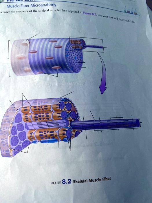 SOLVED: Muscle Fiber Microanatomy icroscopie anto the skeletal muselee ...