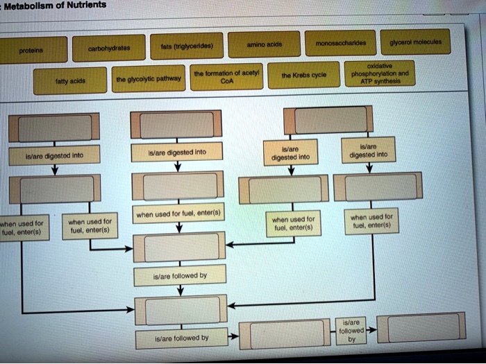 Metabolism of Nutrients proteins carbohydrates fats (triglycerides ...