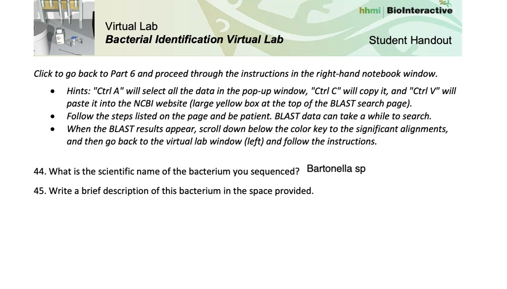Virtual Lab Bacterial Identification Virtual Lab Student Handout Click ...