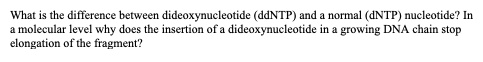 SOLVED: What is the difference between dideoxynucleotide (ddNTP) and ...