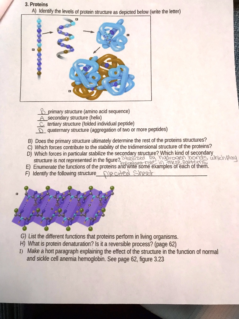 SOLVED: Proteins A) Identify the levels of protein structure as depicted below (write the letter ...