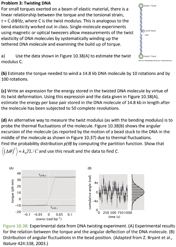SOLVED: Twisting DNA For small torques exerted on a beam of elastic material, there is a linear ...