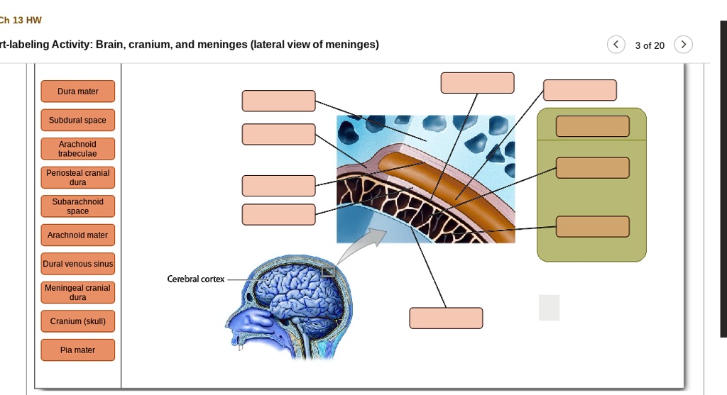 Ch 13 HW t-labeling Activity: Brain, cranium, and meninges (lateral view of meninges) Dura mater ...