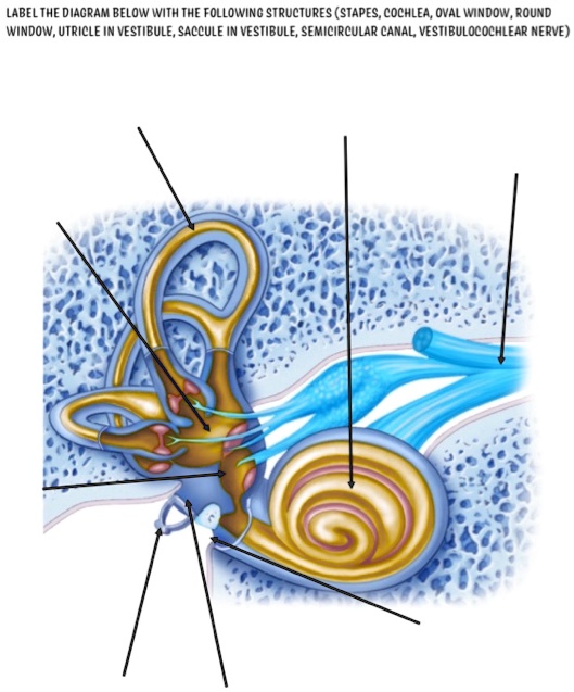LABEL THE DIAGRAM BELOW WITH THE FOLLOWING STRUCTURES (STAPES, COCHLEA ...
