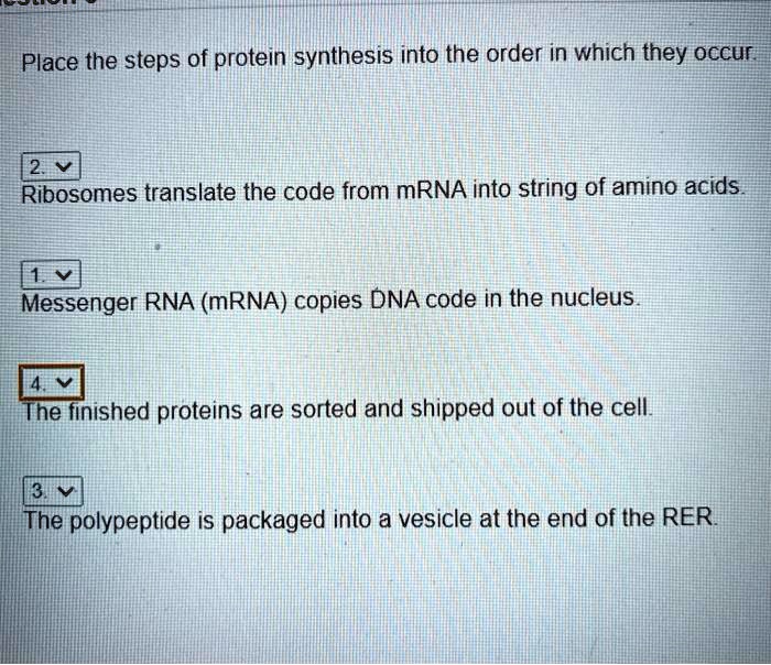 SOLVED: Place the steps of protein synthesis into the order in which ...
