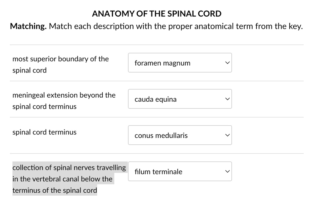 ANATOMY OF THE SPINAL CORD Matching. Match each description with the ...