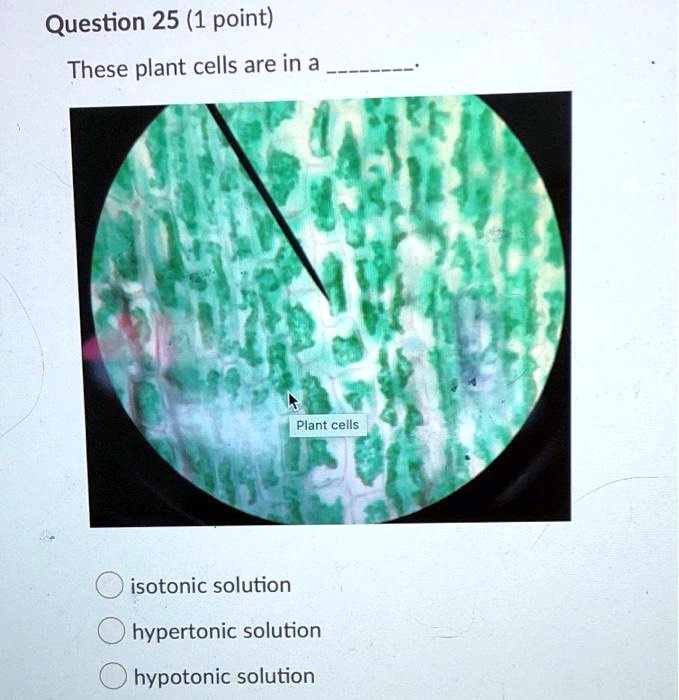 SOLVED: Question 25 (1 point) These plant cells are in a Plant cells ...
