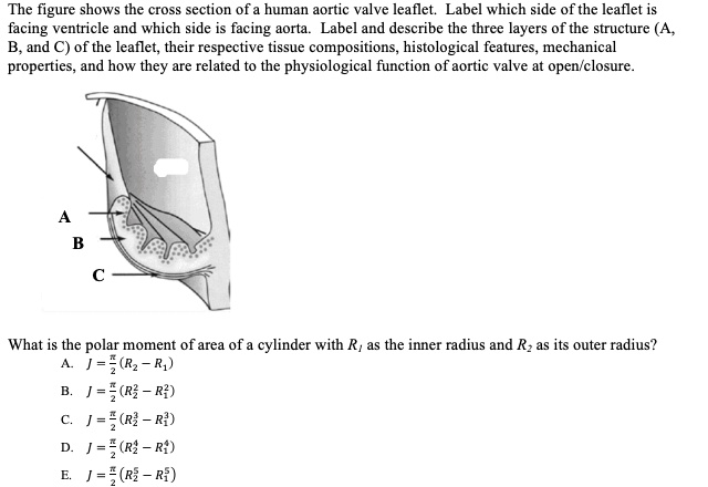 the figure shows the cross section of a human aortic valve leaflet ...