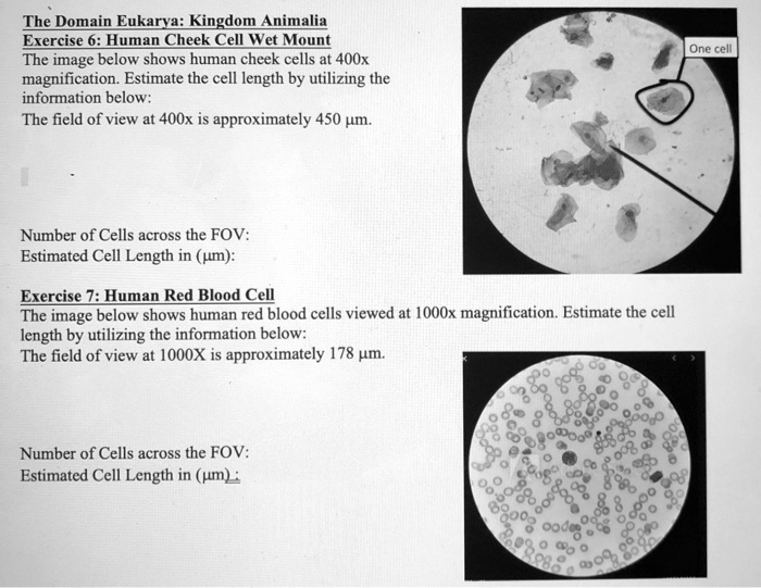 SOLVED: TheDomain Eukarya: Kingdom Animalia Exercise 6: Human Cheek ...