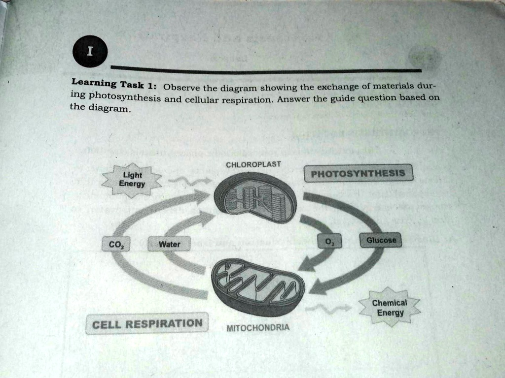 i learning task 1 observe the diagram showing the exchange of materials ...