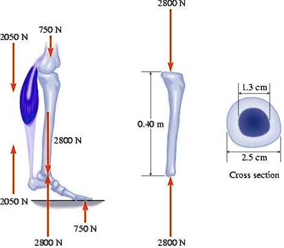 SOLVED: The figure above shows the forces acting on a tibia when a ...