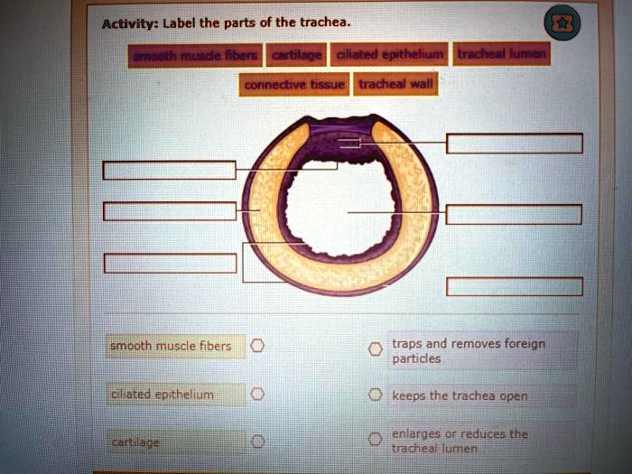 SOLVED: Activity: Label the parts of the trachea achesl lume ...