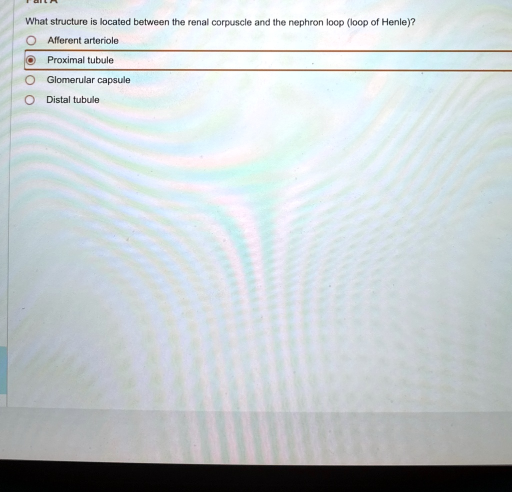 What structure is located between the renal corpuscle and the nephron ...