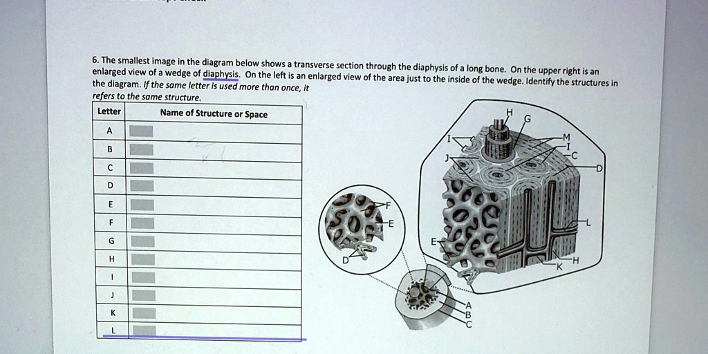 SOLVED: The smallest image in the diagram below shows a transverse ... SOLVED: The smallest image in the diagram below shows a transverse ...
