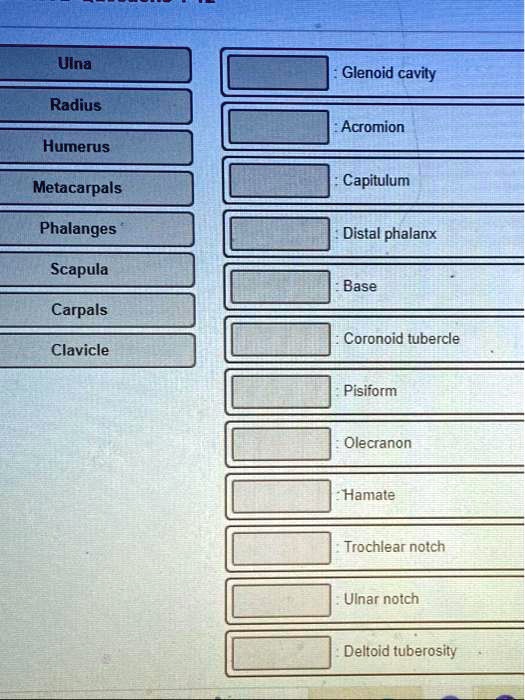 Ulna Radius Humerus Metacarpals Phalanges Scapula Carpals Clavicle ...