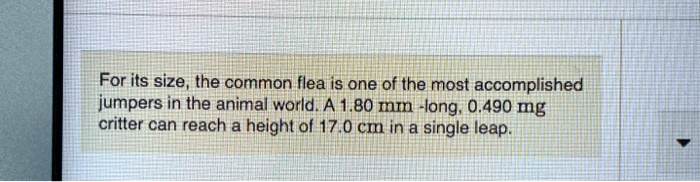 For its size, the common flea is one of the most accomplished jumpers ...