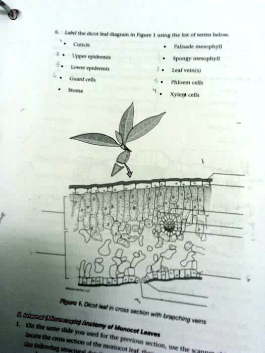 SOLVED: Dicot leaf cross section 6 Label the dicot leaf diagram in ...