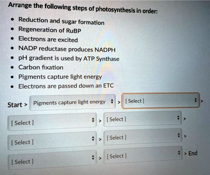 SOLVED: Arrange the following steps of photosynthesis in order ...