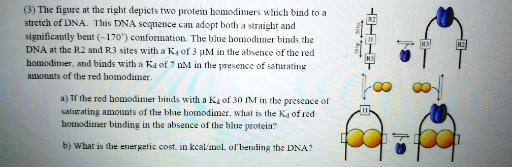 SOLVED: (3) The figure at the right depicts two protein homodimers ...