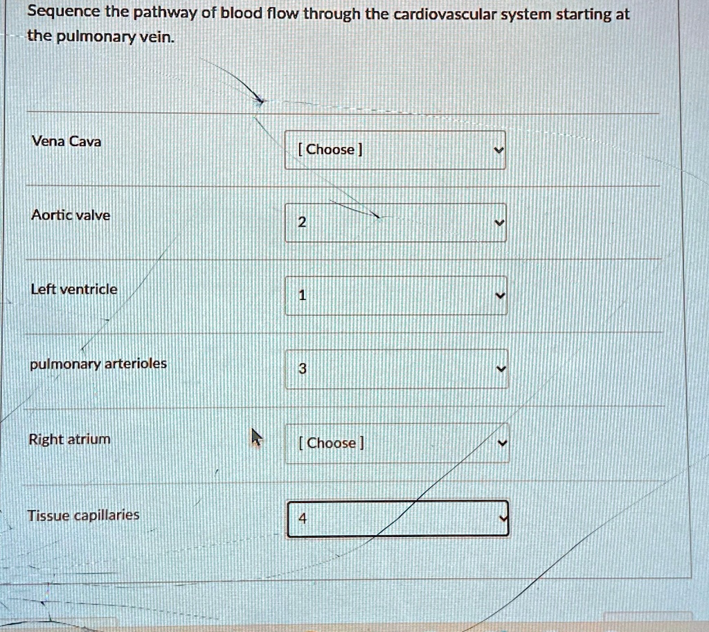 sequence the pathway of blood flow through the cardiovascular system ...