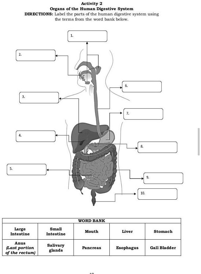 Activity 2 Organs of the Human Digestive System DIRECTIONS: Label the parts of the human ...