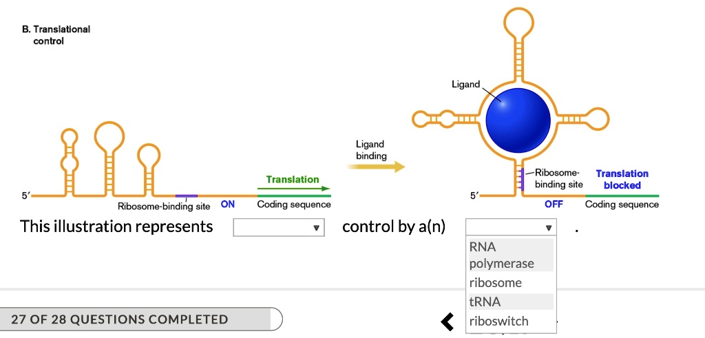 B translational control ligand ligand binding ribosome...