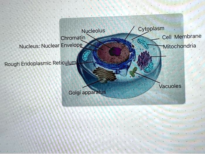 SOLVED: Label all the parts. Nucleolus Chromatin Nucleus:Nuclear ...