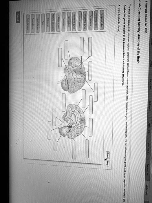 SOLVED: View Available Mint(s) Review the gross anatomy of the brain ...